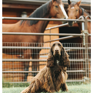 Pets– Farmhouse 208